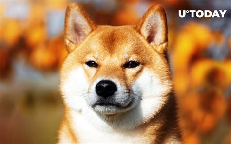 Shiba Inu Team Reveals Big Plans For 2024
