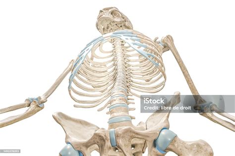 척추와 흉곽 전면 낮은 각도 보기 3d 렌더링 그림은 복사 공간이 있는 흰색으로 분리되어 있습니다 인간의 골격과 흉강 해부학