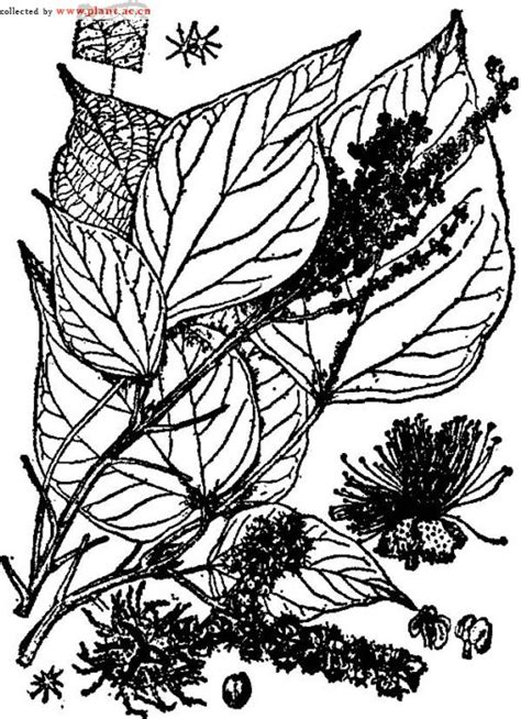 野梧桐Mallotus japonicus Thunb Muell Arg 植物通