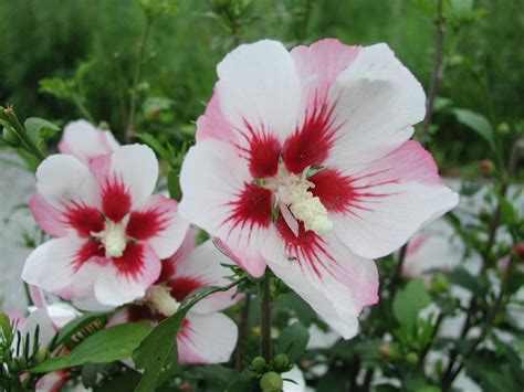 [플가] 무궁화 아사달 Hibiscus Syriacus Asadal