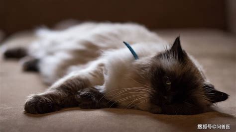 猫睡姿含义和姿势解释猫咪
