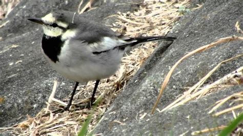 White Wagtail Youtube
