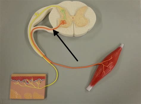 Nervous System Lab Exam Spinal Cord Flashcards Quizlet