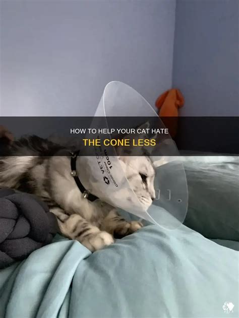 How To Help Your Cat Hate The Cone Less PetShun