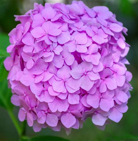 Premium Photo Pink Hydrangea Flowers Close Up