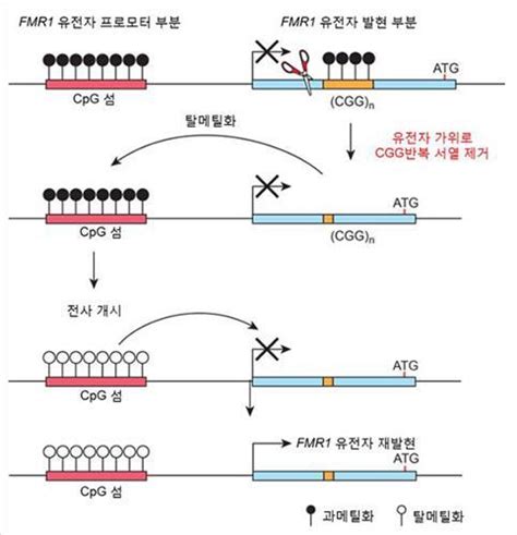 파타우취약x증후군 에드워드 다운 증후군 원인 검사 정보를 한눈에 보십시오 깨뜨려