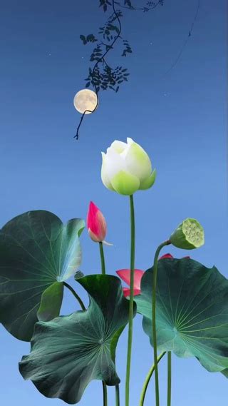 清净 风景手机动态壁纸 风景手机壁纸下载 元气壁纸