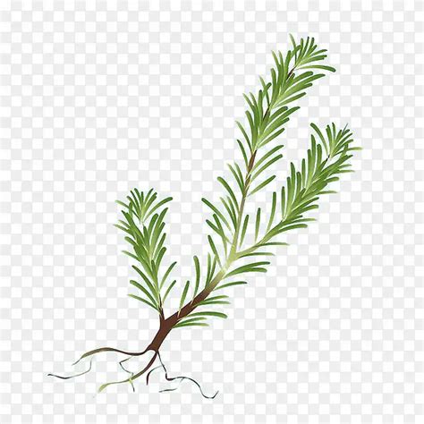 手绘带根的新鲜迷迭香植物插画免PNG图片素材下载 图片编号qgbwwnoy 免抠素材网