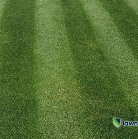 Pure Distinction Creeping Bentgrass 1 Kg Lawn Addicts