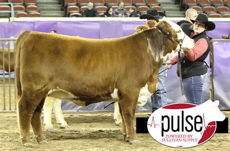 Cattlemens Congress Open Female Braford The Pulse