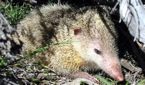 Large Eared Tenrec Facts Distribution And Population Biodb