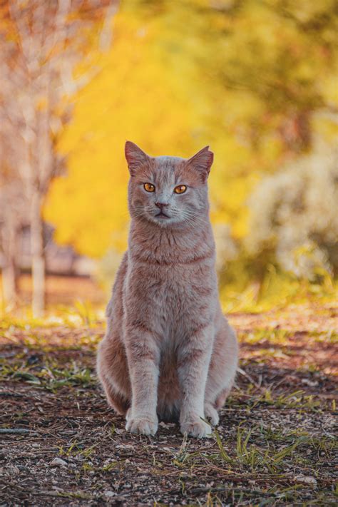 금색 왕관과 함께 베이지 고양이 · 무료 스톡 사진