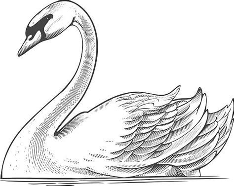 15700 Swan Stock Illustrations Royalty Free Vector Graphics And Clip