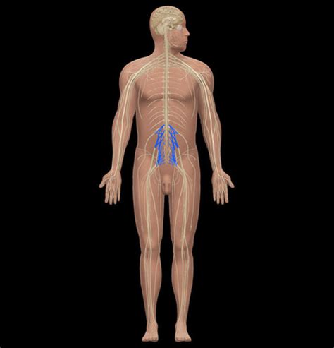 Lower Extremity Neurovascular Structures Flashcards Quizlet