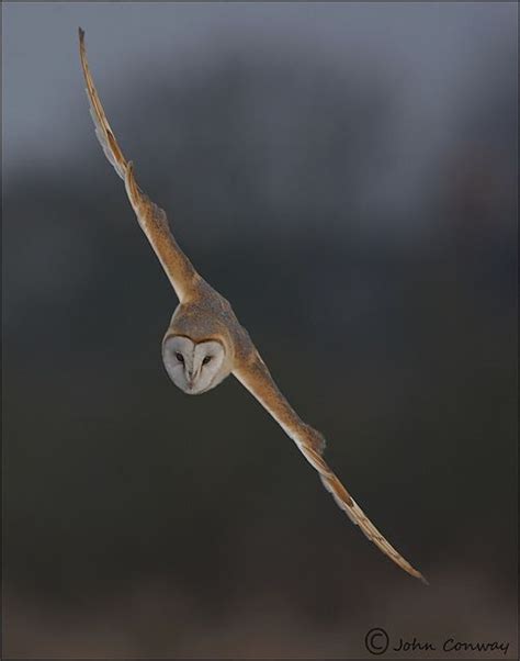 Pin By Pogan Cridhe On Lore Animal Owl Barn Owl Owl Photography