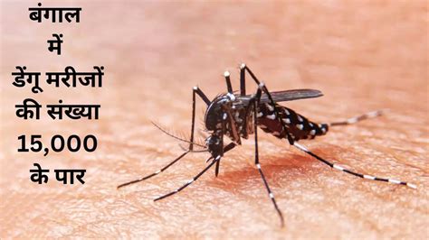 Dengue Becomes Rampant In West Bengal Number Of Patients Crosses