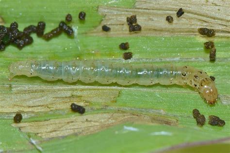 Leaf Folder Prima Agro Tech