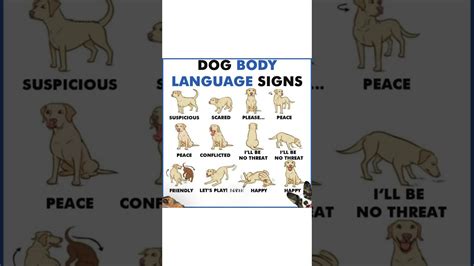🐶 Decode Dog Signals Unveiling Canine Body Language 🤔🔍