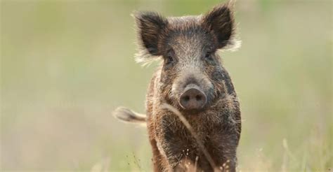 What To Do When A Feral Hog Shows Up In Your Texas Yard And What To Avoid