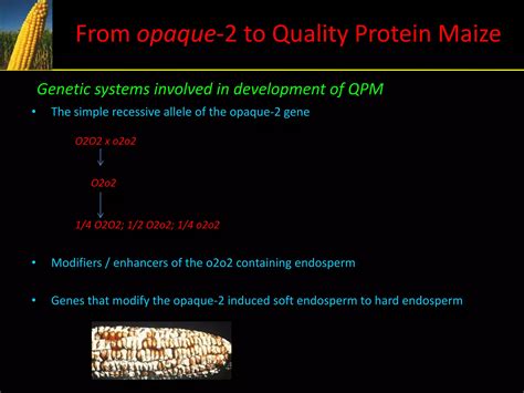 Quality Protein Maize Biofortification For Nutritional Security Pptx