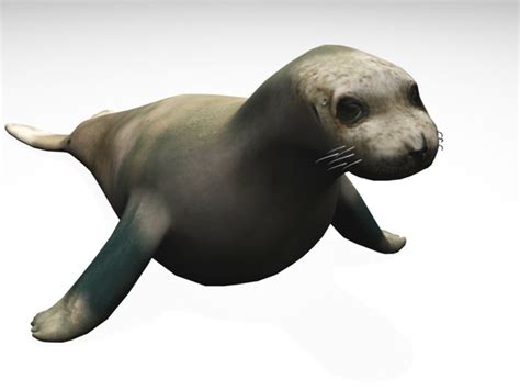 3d Seal Models Turbosquid