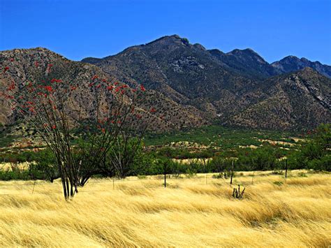 Mount Wrightson With Summer Grassland In Foreground Smithsonian Photo