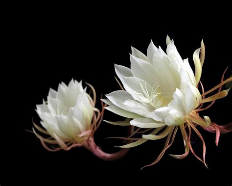 昙花一现中的昙花是什么花 金轮王
