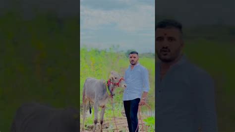 😞महादेवा कसला आलाय तुज्या नंदी‌ च्या वाट्याला हा 😞भोग 😞सण येतोय