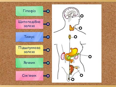 Ендокринна система людини Labelled Diagram