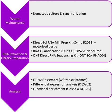 Nanopore Transcriptomic Sequencing With C Elegans