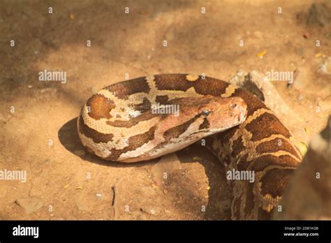 Portrait Of An Adult Reticulated Python Close Up Blur Background