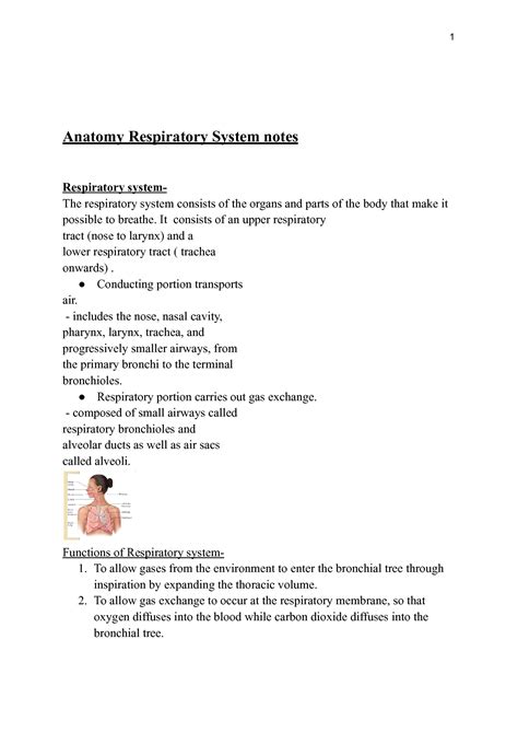 SOLUTION Anatomy Respiratory System Notes Studypool