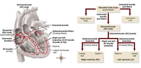 Diagram Of Anatomy Ll Theory Lecture 1 Conduction System Of The