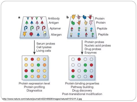 Protein Microarrays Ppt