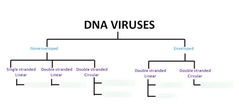 Dna Viruses Diagram Quizlet