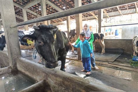 Bugar Berkat Susu Dari Kampung Sapi Perah Jakarta ANTARA News