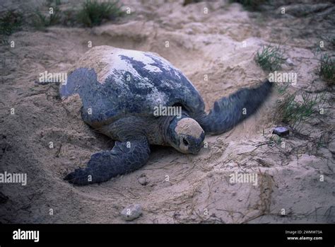 Loggerhead Turtle Caretta Caretta Classified As Vulnerable Digging