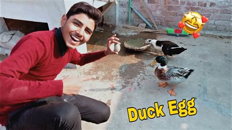 Finally Ducky Ny Egg Dy Diya 😍 Youtube