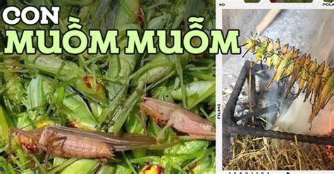 Đặc Sản đồng Ruộng Chỉ Xuất Hiện Khi Mùa Lúa Chín Giá Gần 300 Nghìnkg Mà Ai Cũng Thích Mua