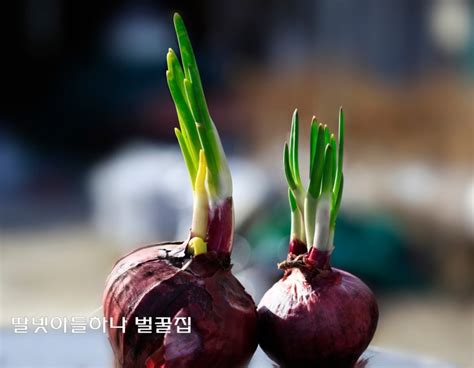 양파 효능 자색 양파 껍질차 네이버 블로그