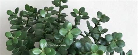 Jade Plant Indoor Care And Growing Guide Indoor Monk