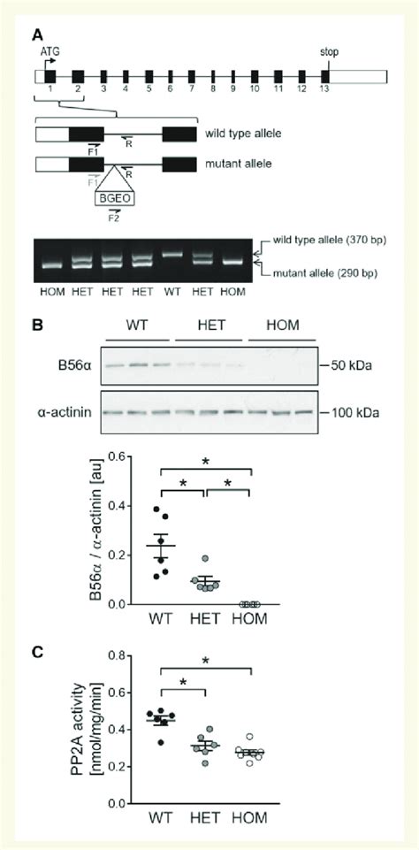 Generation And Characterization Of Mice Deficient For B56a A