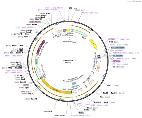 Addgene Luciferase Addgene Luciferase