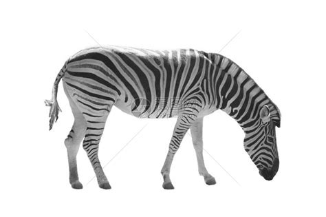 白色背景上的孤立插画图片下载 正版图片402371982 摄图网