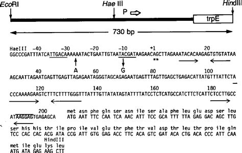 Figure 3 From Characterization Of The Bacillus Subtilis Tryptophan Promoter Region Semantic