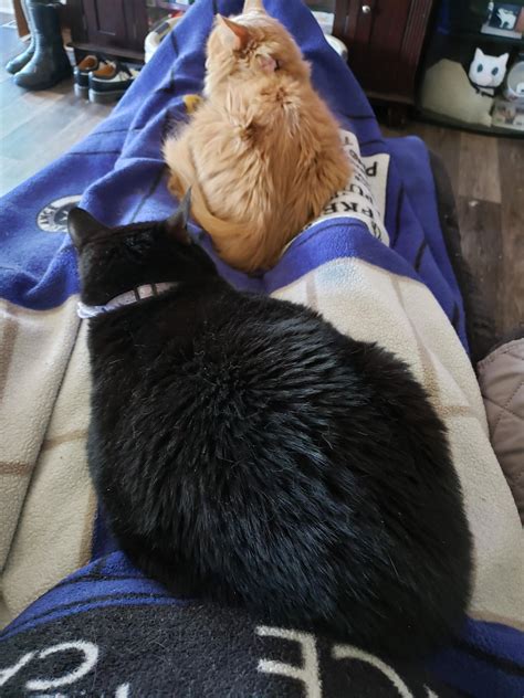 Pixie And Phoenix 🖤🧡 Rhalloweenkittycombo