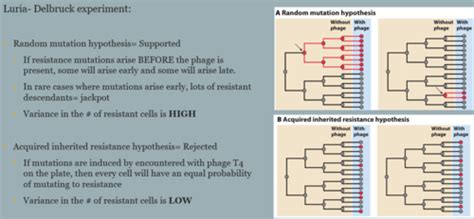 BIOL Quizzes Flashcards Quizlet