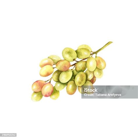 신선한 흰색과 분홍색 열매와 함께 수채화 포도 브런치 잘 익은 포도 덩굴의 그림 카드 음식 및 음료 테마에 대한 구성 흰색 배경에 0명에 대한 스톡 벡터 아트 및 기타