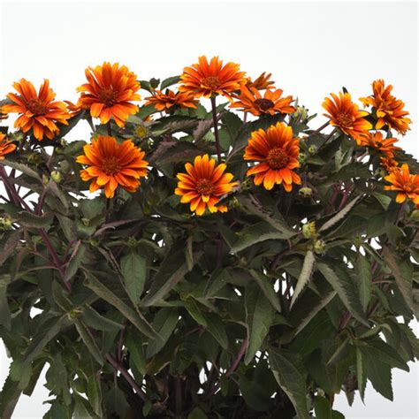 Heliopsis Helianthoides Summer Eclipse Portfolio False Sunflower