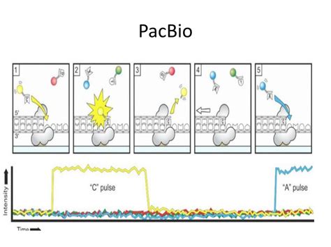 Ppt High Throughput Sequencing Methods And Concepts Powerpoint